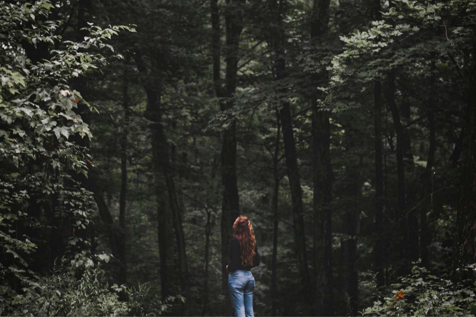 The Art of Forest Bathing - Cymbrogi